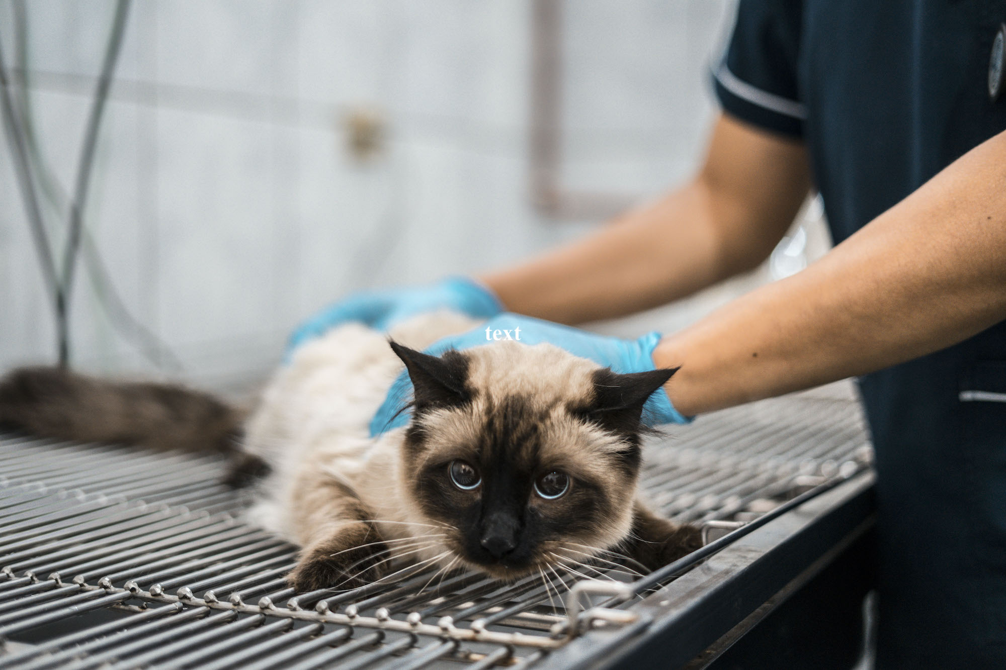 Medicina Veterinaria - UCUENCA