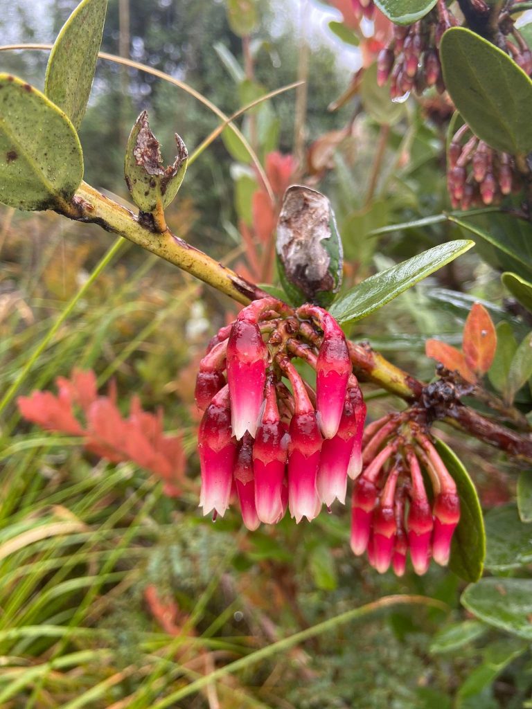 Cápsula| Importancia de la conservación de la Joyapa (Macleania ...