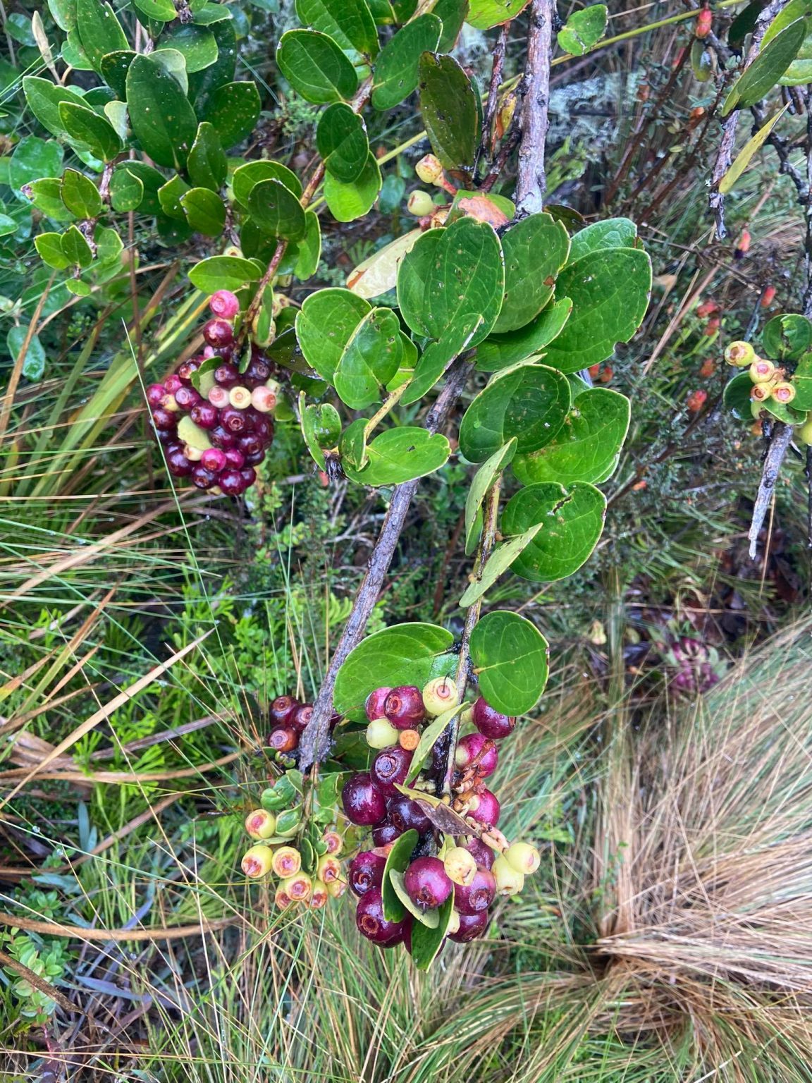 Importancia de la conservación de la Joyapa (Macleania rupestris) en ...