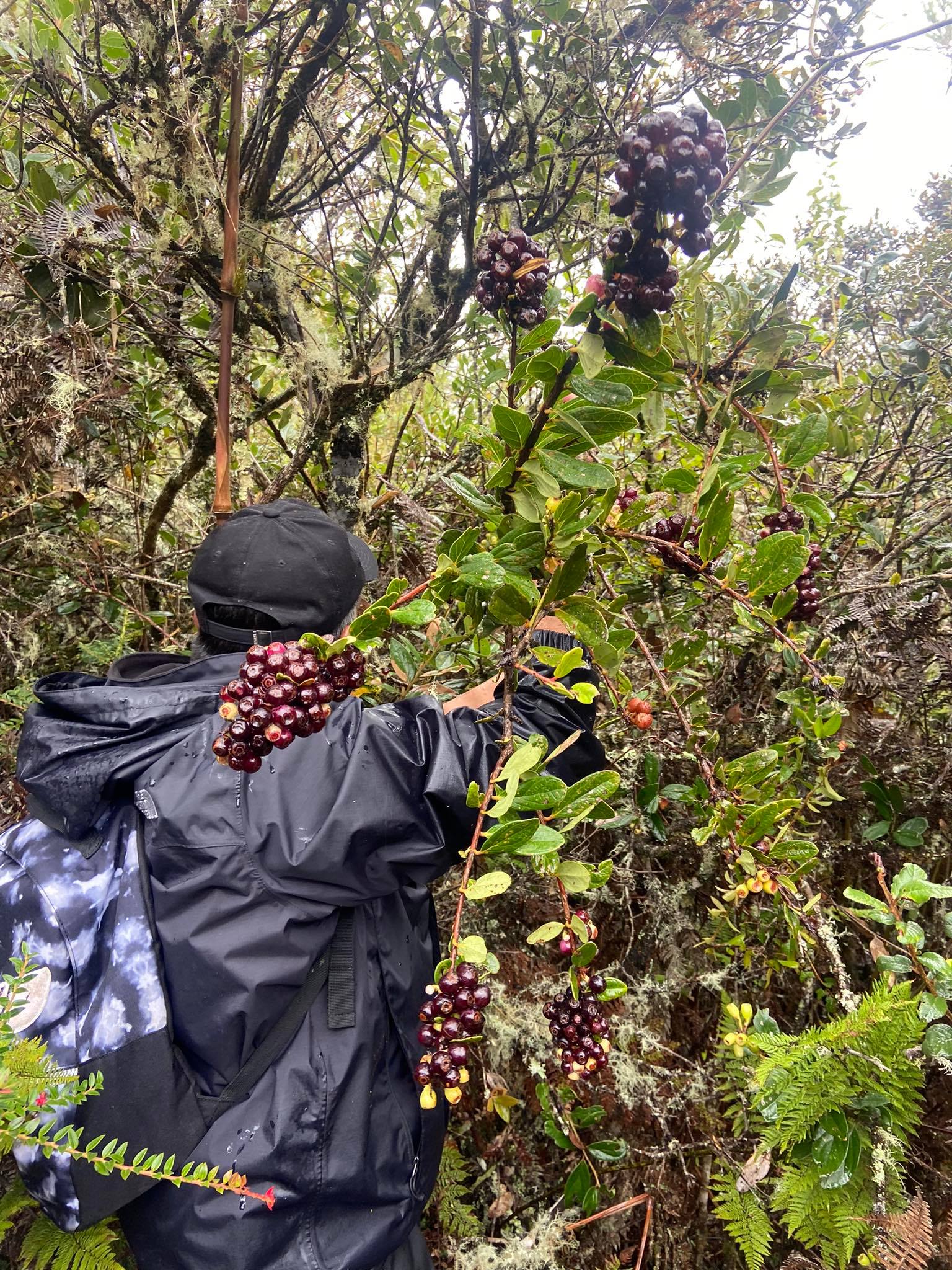 Importancia de la conservación de la Joyapa (Macleania rupestris) en ...